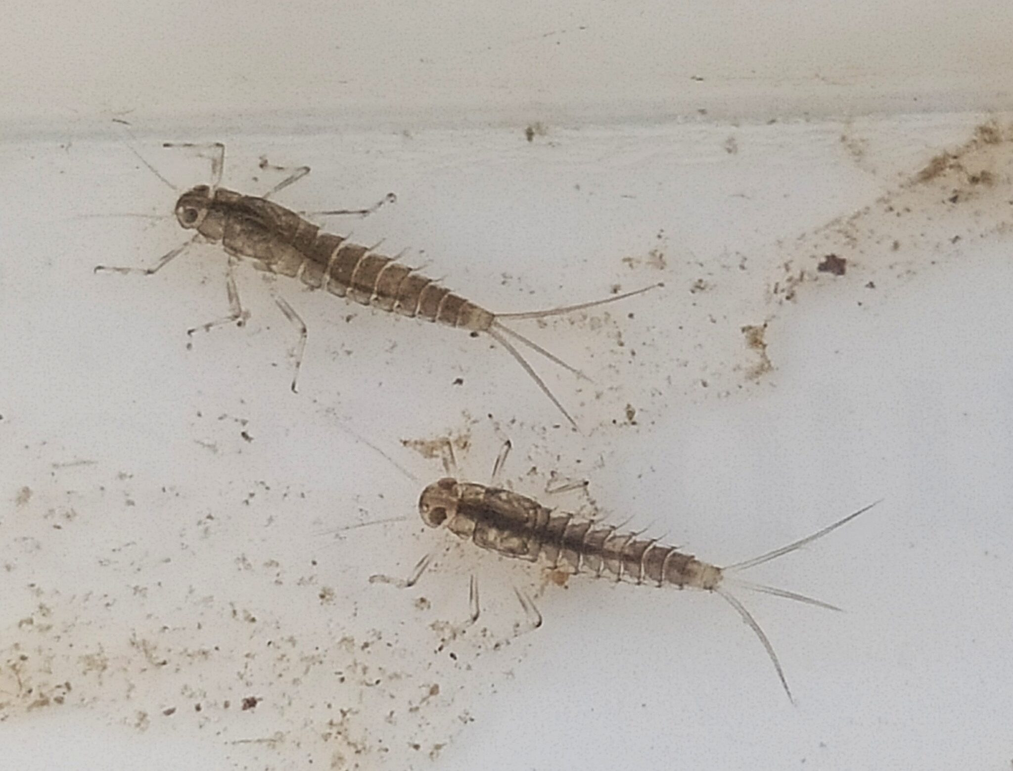 Photos : reconnaître les insectes des mares et ruisseaux – ADN