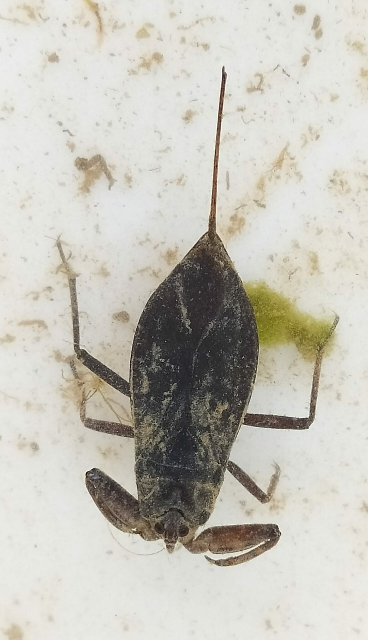 Photos : reconnaître les insectes des mares et ruisseaux – ADN