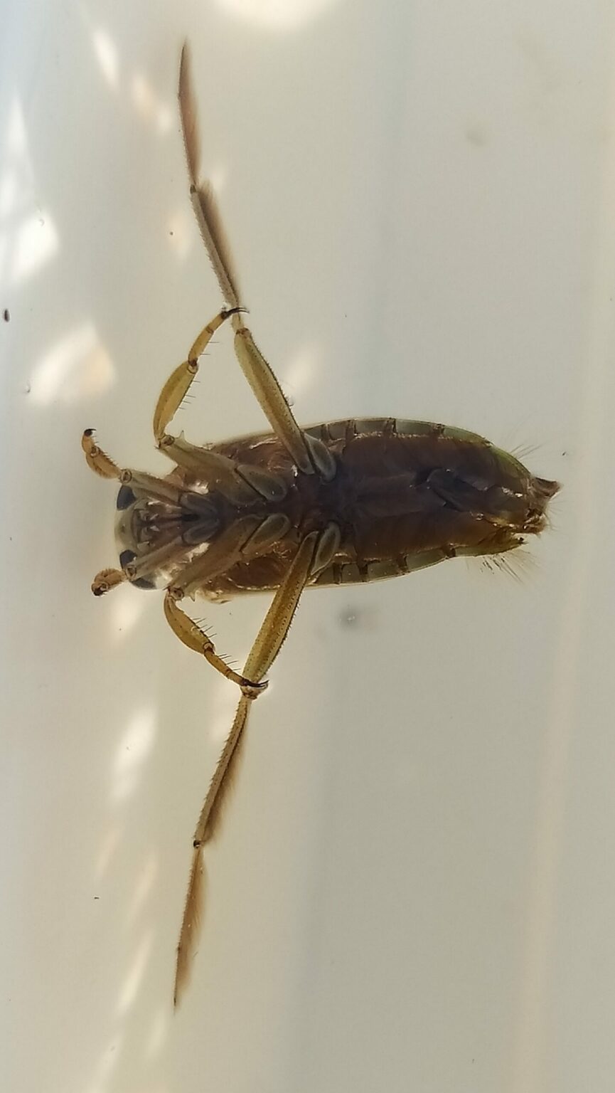 Photos : reconnaître les insectes des mares et ruisseaux – ADN
