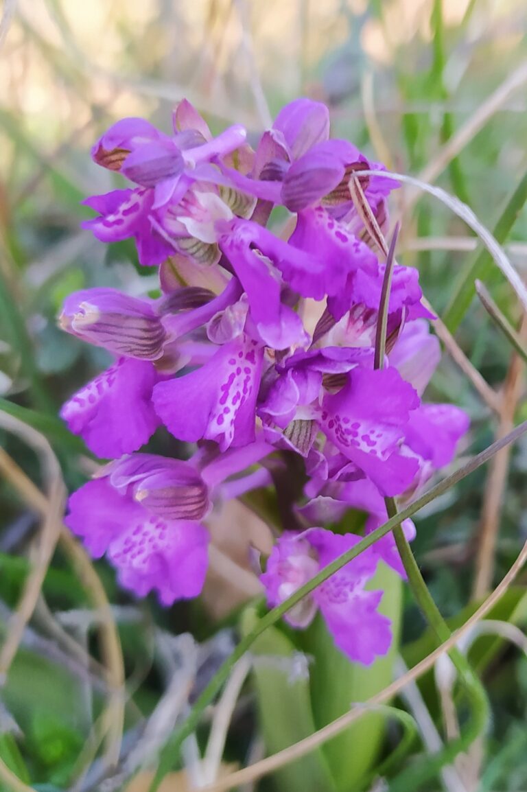 Les orchidées de Saint Maurice, épisode 1 – ADN