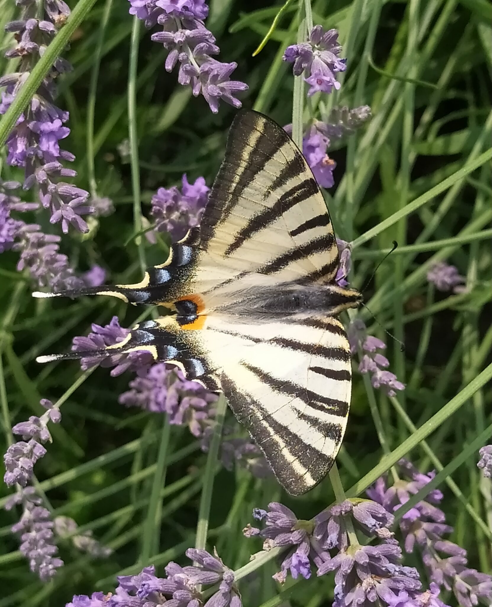 Papillons (photos) – ADN