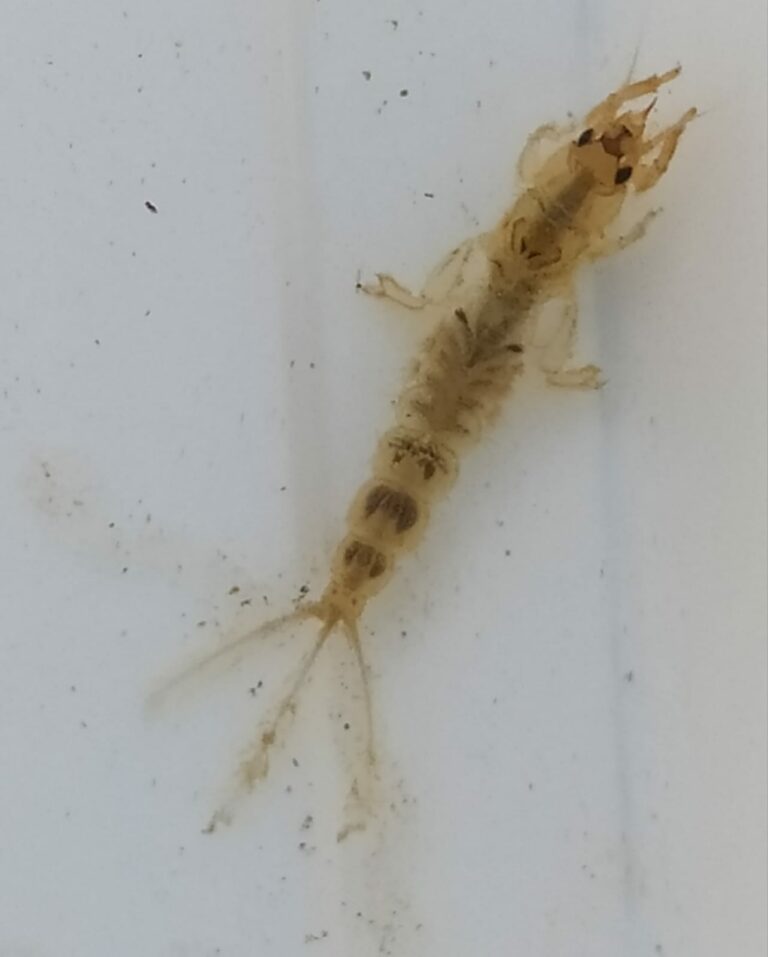 Photos : reconnaître les insectes des mares et ruisseaux – ADN