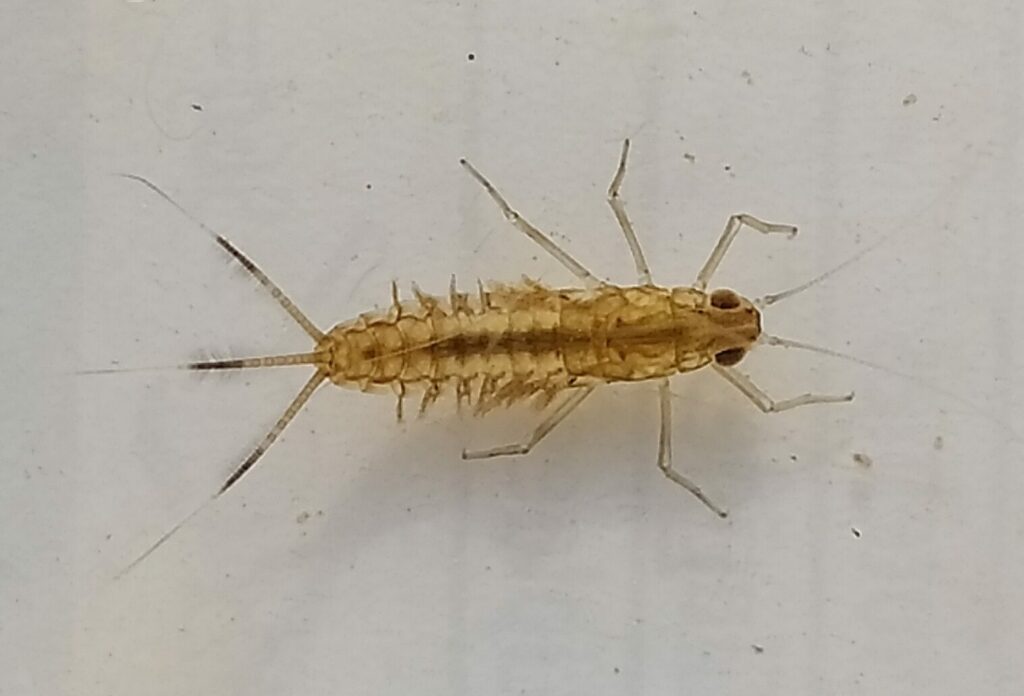 Photos : reconnaître les insectes des mares et ruisseaux – ADN