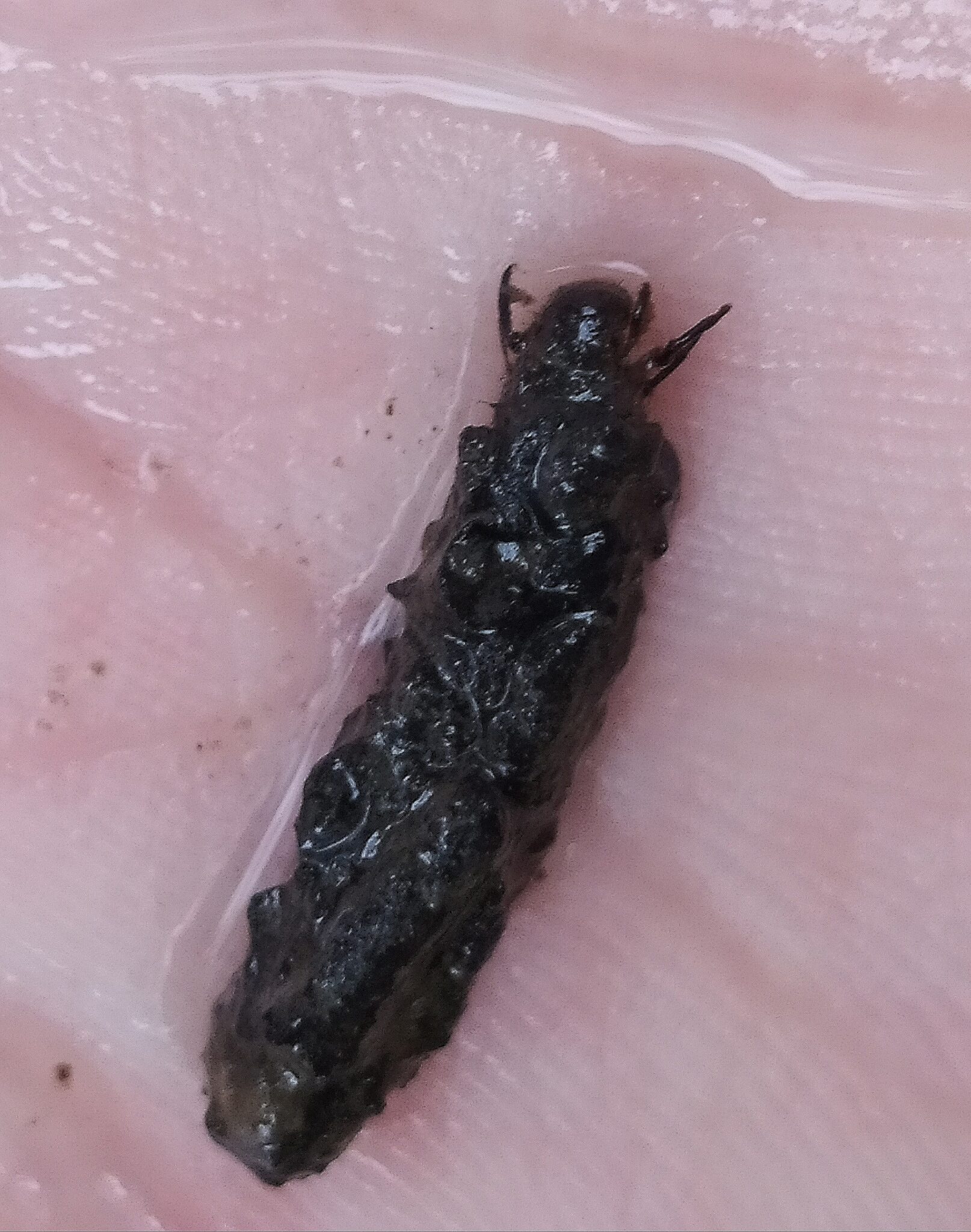 Photos : reconnaître les insectes des mares et ruisseaux – ADN