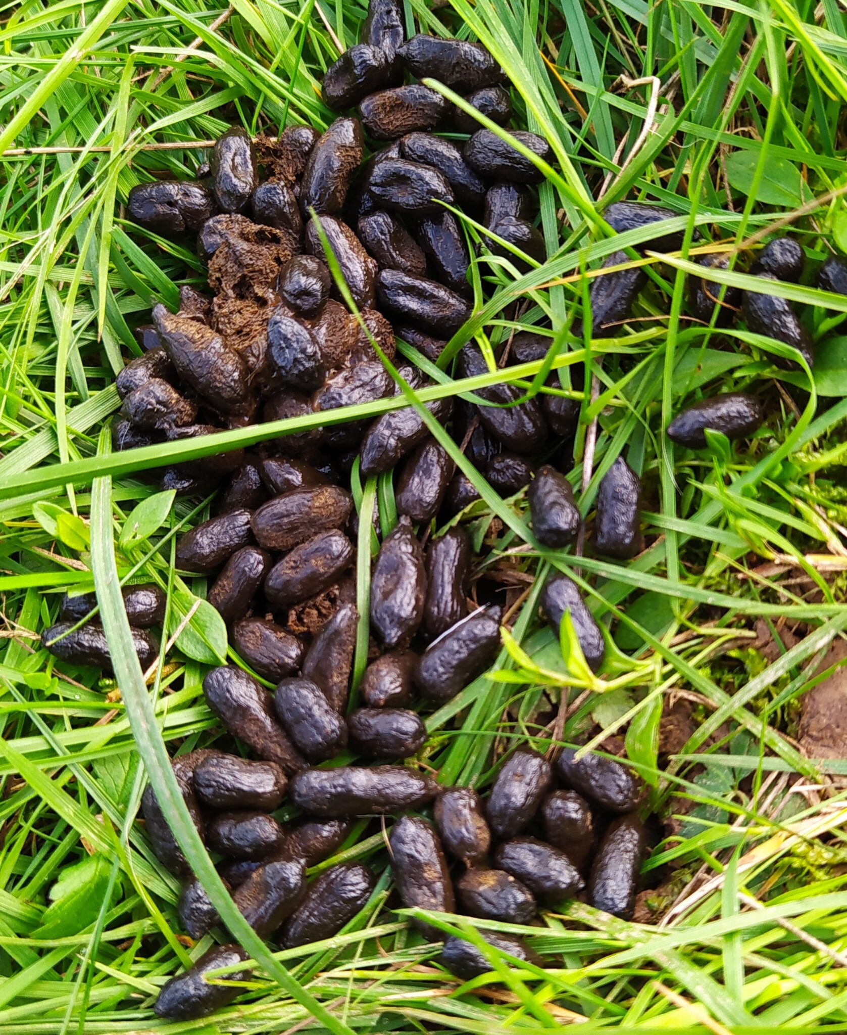 Mammifères sauvages : traces et indices – ADN